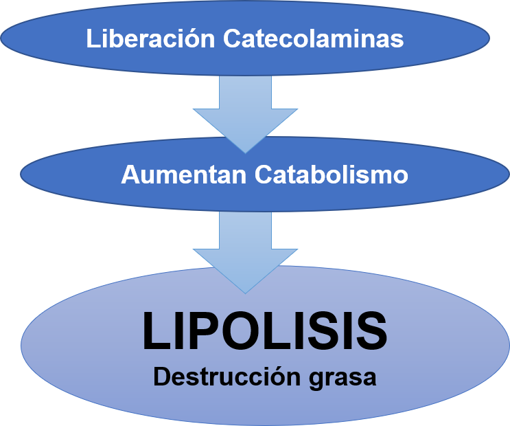 Electrolipólisis | Aparatología estética